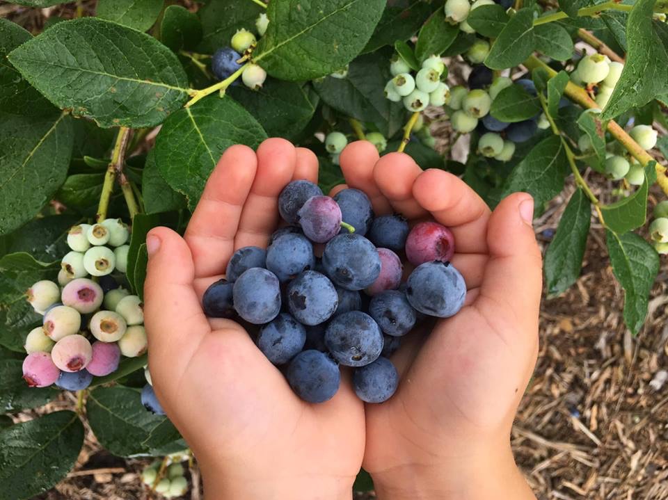 Tuckerberry Hill Berry Farm and Café – Melbourne with Kidz (MWK)