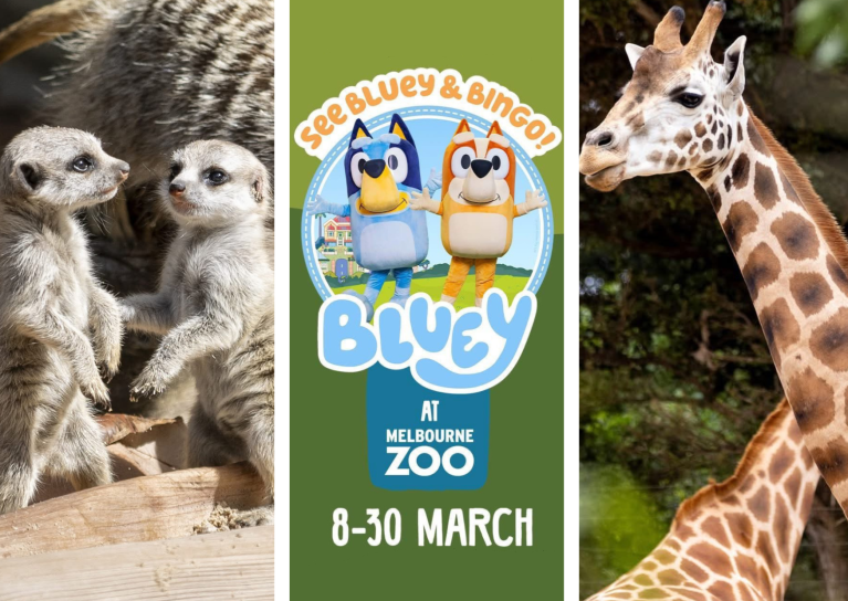 Wackadoo, Bluey’s coming to the Zoo! – Melbourne with Kidz (MWK)