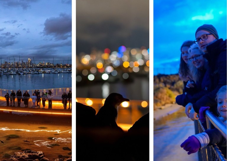 St Kilda Penguin Viewing Experience Now Open – Melbourne with Kidz (MWK)